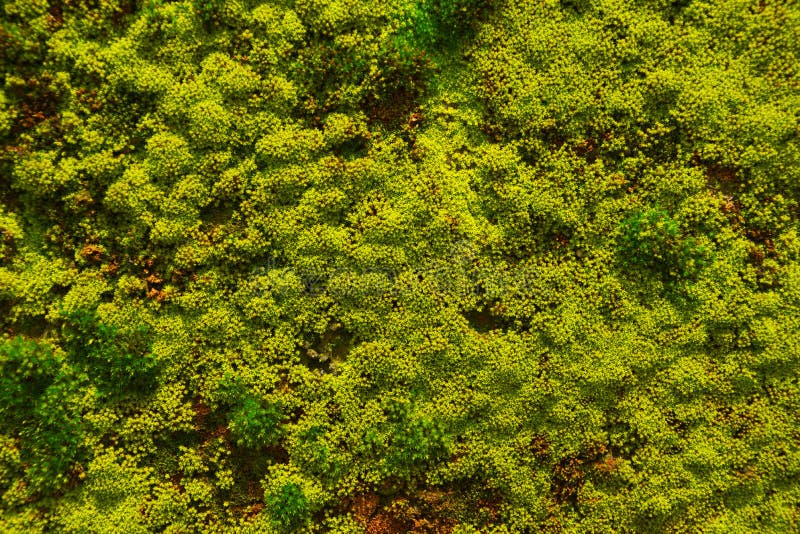 Abstract Green Moss on Wall Background. Stock Image - Image of algae ...