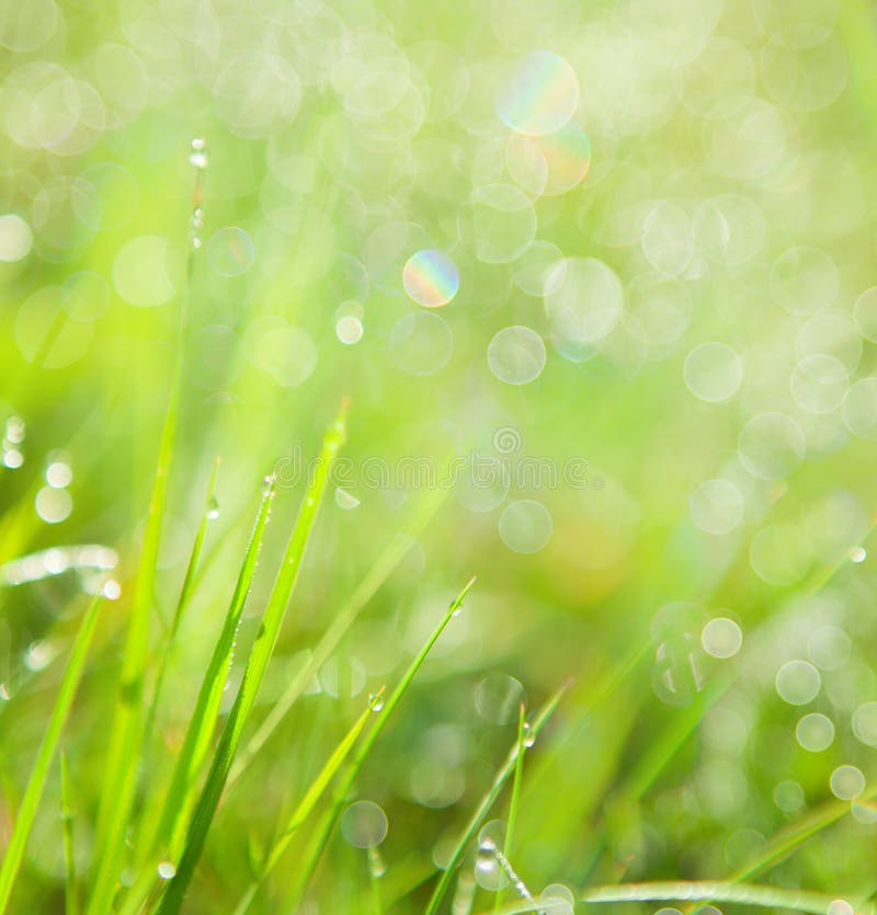 Abstract Green Natural Background. Picture Image: 29189411