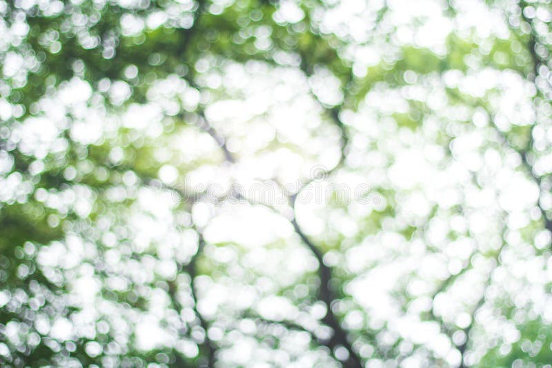 Abstract Green Nature Blur Background and Sunlight Stock Image - Image ...