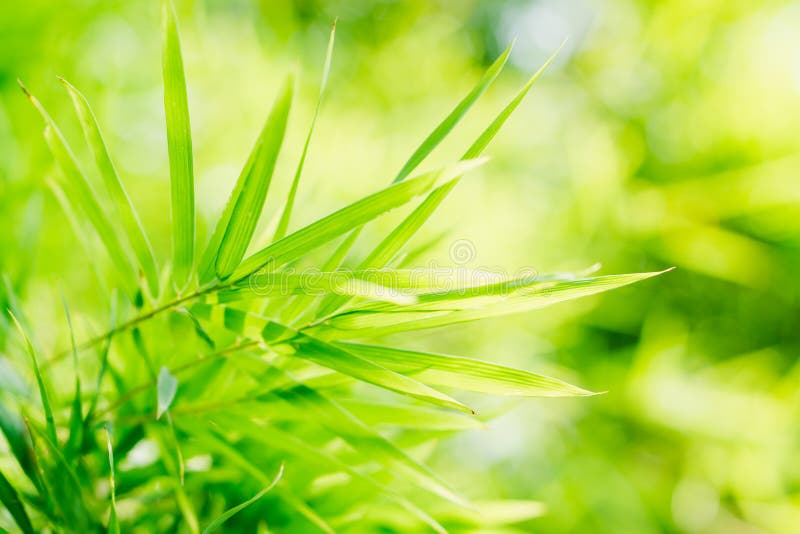 Abstract green nature stock image. Image of bamboo, summer - 95505179