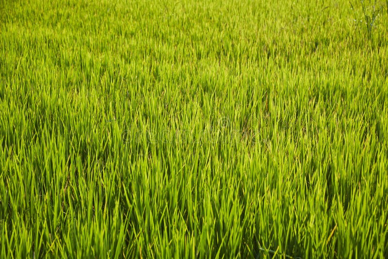 Abstract green rice field stock image. Image of culture - 88168017