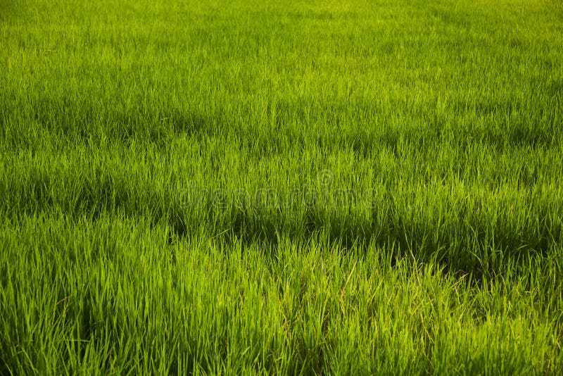 Abstract green rice field stock photo. Image of botany - 88168234