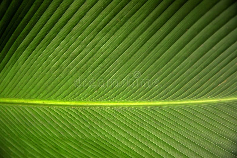 Abstract Green Striped Nature Background Stock Image - Image of ...