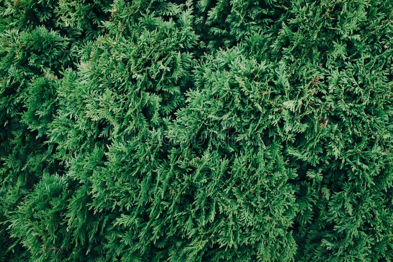 Abstract green thuja stock photo. Image of leaf, macro - 192147580