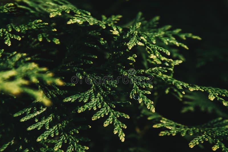 Abstract green thuja stock photo. Image of nature, forest - 194573158