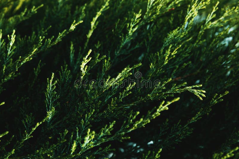 Abstract green thuja stock image. Image of bush, flora - 207311867