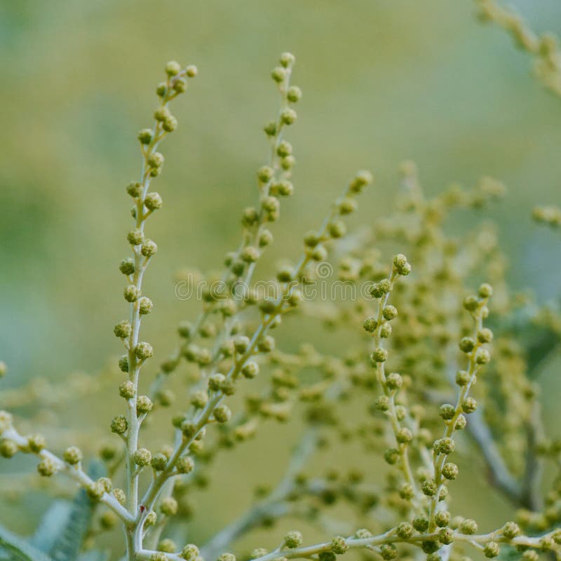 The Abstract Green Tree Branches in the Nature Stock Image - Image of ...