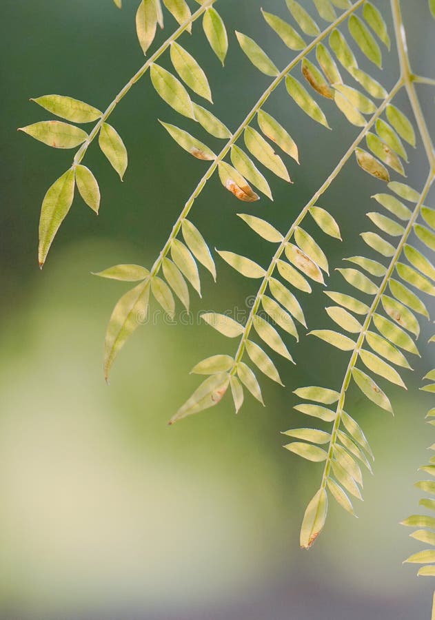 The Abstract Green Tree Leaf Stock Image - Image of vector, outdoors ...