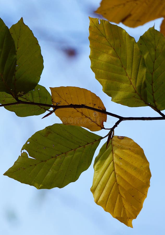 The Abstract Green Tree Leaf Stock Photo - Image of outdoors, abstract ...