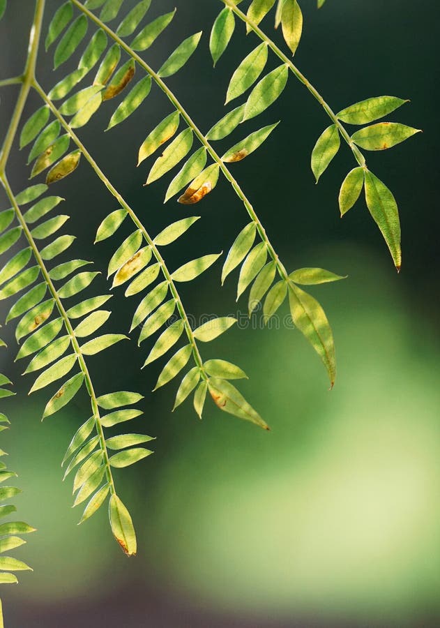 The Abstract Green Tree Leaf Stock Image - Image of tree, decorative ...