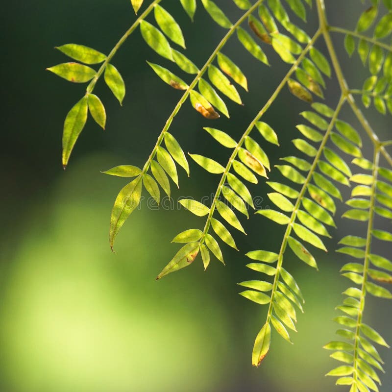 The Abstract Green Tree Leaf Stock Image - Image of beautiful, editor ...