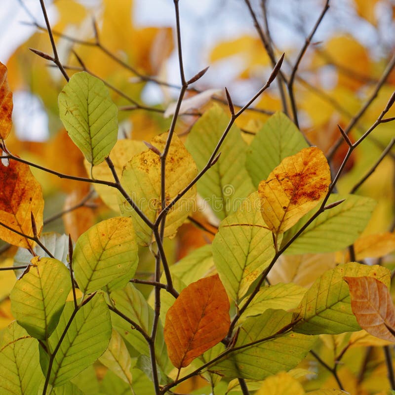 The Abstract Green Tree Leaf Stock Photo - Image of editor, ground ...