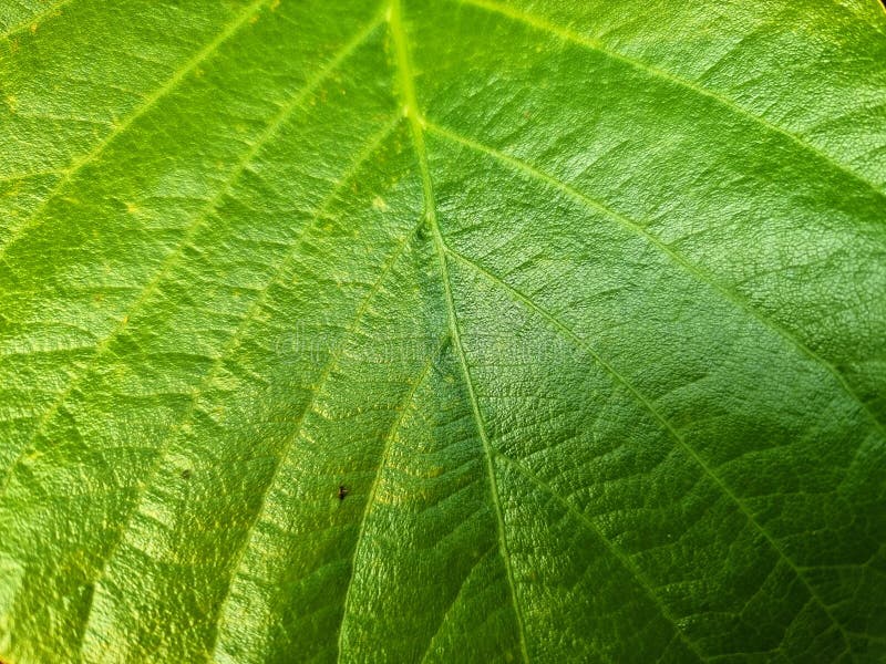 Abstract of the Green Tree Leaf Texture Stock Image - Image of ecology ...