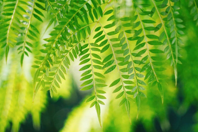 Green Tree Leaves Texture in the Nature Stock Image - Image of fragile ...