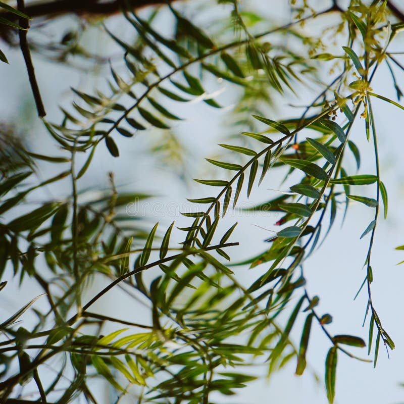 Green Tree Leaves Texture in the Nature Stock Image - Image of abstract ...