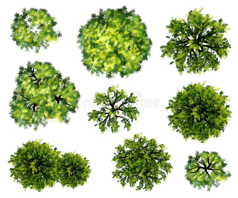 Abstract Green Tree Top View Stock Illustration - Illustration of ...