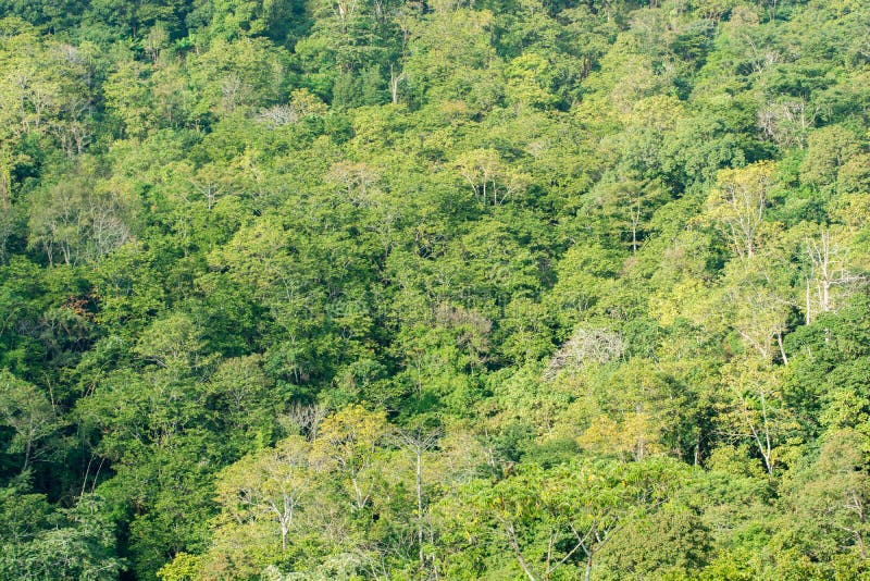 Abstract Green Trees Background Stock Image - Image of forest, peaceful ...