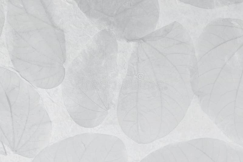 Abstract Grey Leaves Texture Background Stock Image - Image of ...