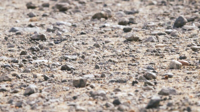 Abstract Ground Texture Background. Macro Photography. Stock Image ...