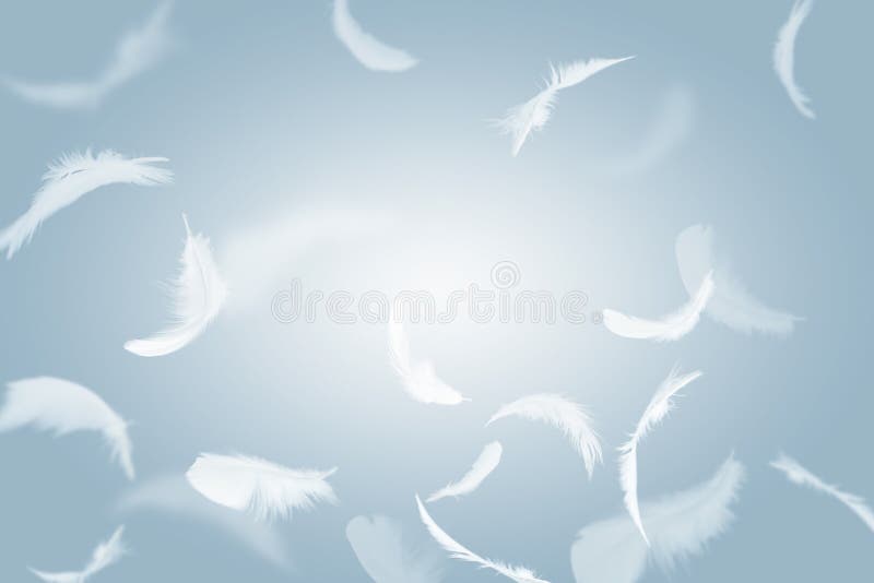 Abstract Group of White Bird Feathers Flying in the Sky. Feathers ...