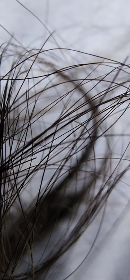 Abstract Hair Background Can Be Used As Mobile Wallpaper Stock Image ...