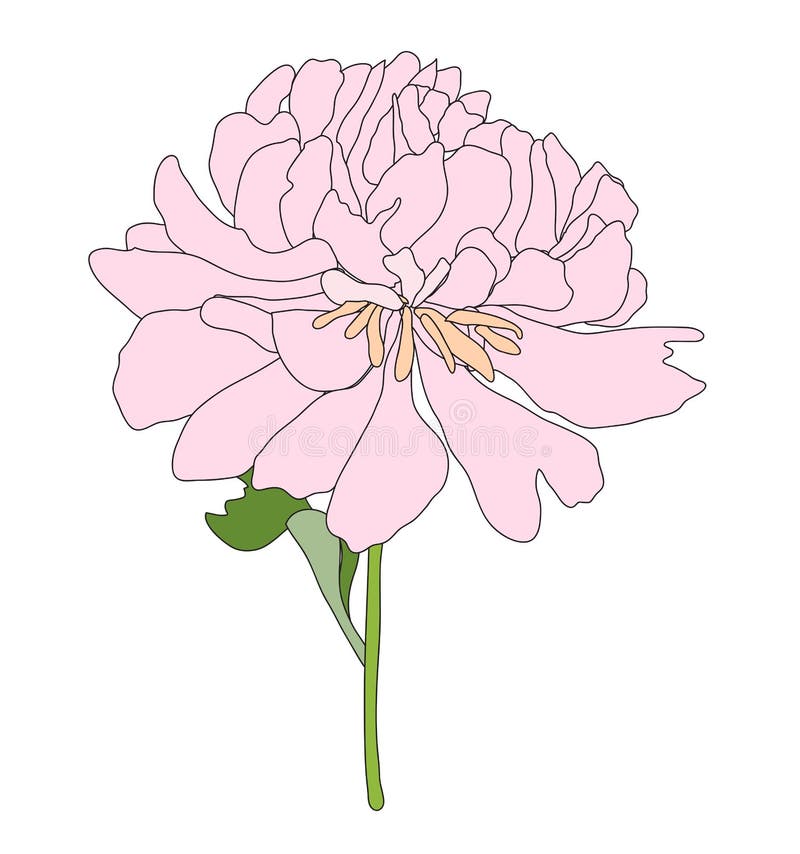 Abstract Hand Drawn Peony Flower. Vector Illustration Stock Vector ...