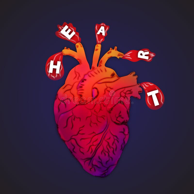 Abstract heart stock illustration. Illustration of anatomy - 48568684