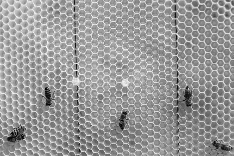 Abstract Hexagon Structure is Honeycomb from Bee Hive Filled Stock ...