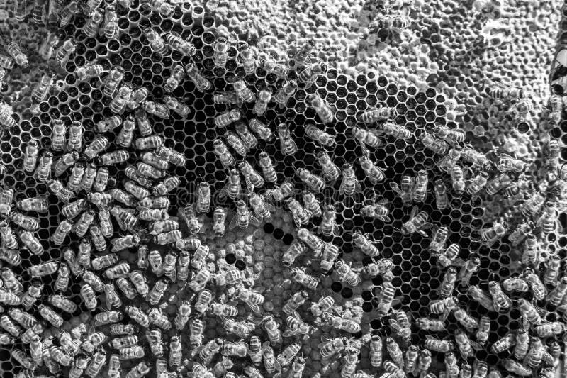 Abstract Hexagon Structure is Honeycomb from Bee Hive Filled Stock ...