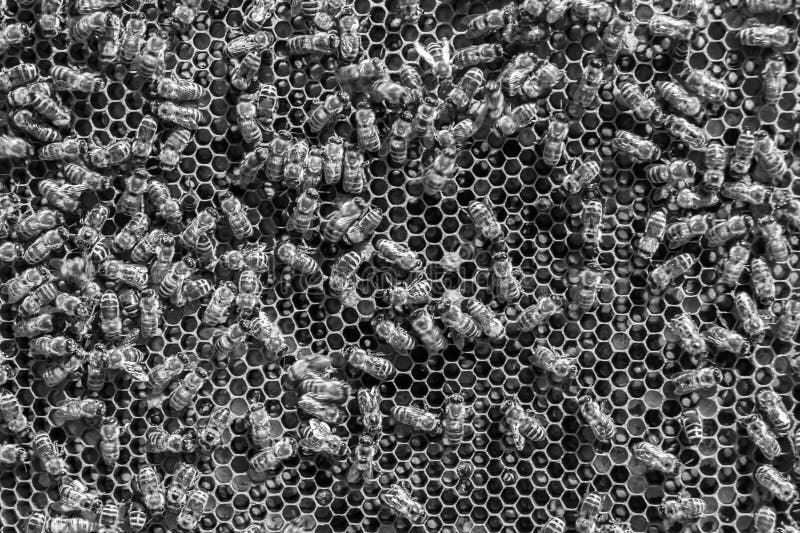 Abstract Hexagon Structure is Honeycomb from Bee Hive Filled Stock ...