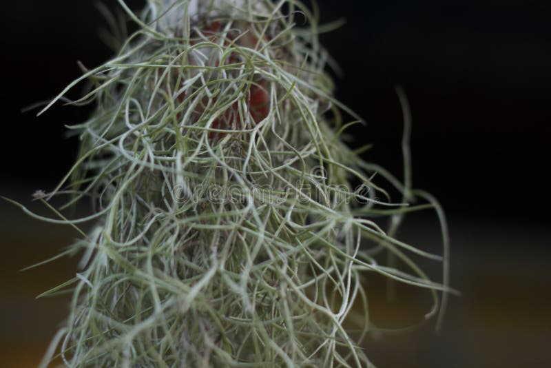 Abstract of House Plants, Spanish Moss Hanging in Garden Stock Photo ...