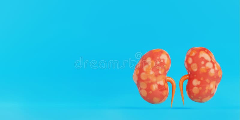 Abstract Human Kidneys Anatomy Structure 3d Rendering Stock Photos ...