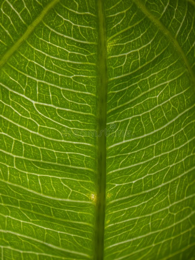 Abstract Illuminated Leave Backlit Light Greenery Nature Background ...