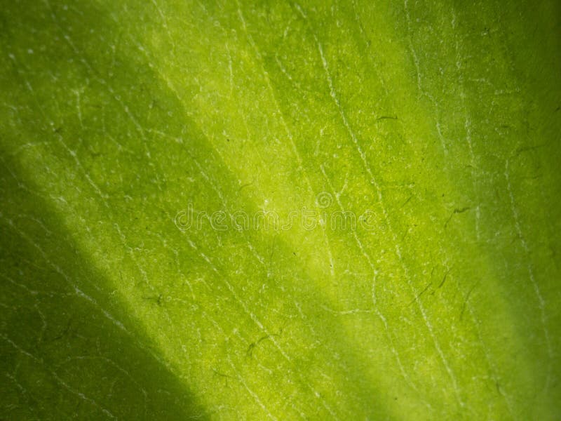 Abstract Illuminated Leave Backlit Light Greenery Nature Background ...