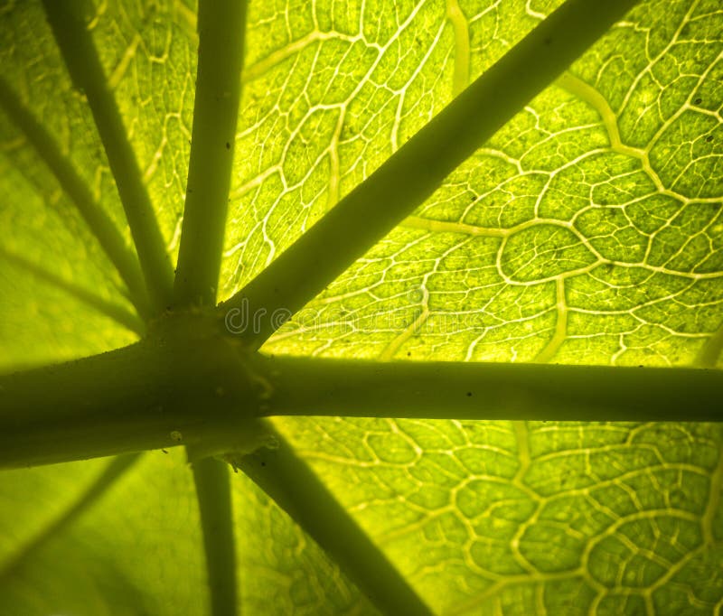 Abstract Illuminated Leave Backlit Light Greenery Nature Background ...