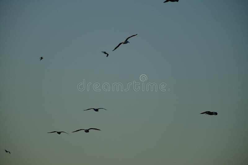 Seagull abstract stock image. Image of nature, seagull - 251095673