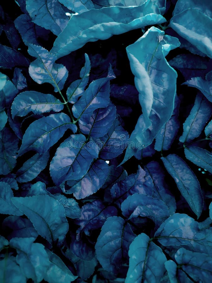 Abstract Image of a Cluster of Pinnate Turquoise Leaves Stock Image ...