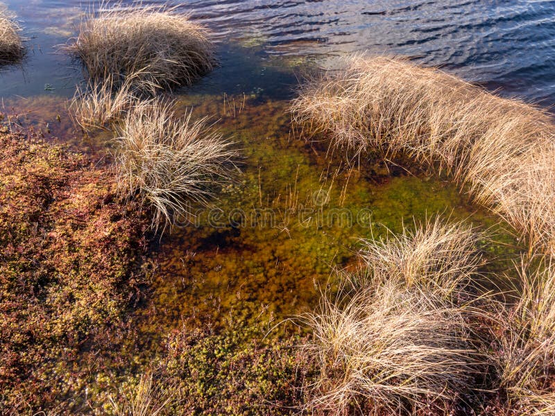 Abstract Image with Dry Bog Grass and Bog Water Imagen de archivo ...