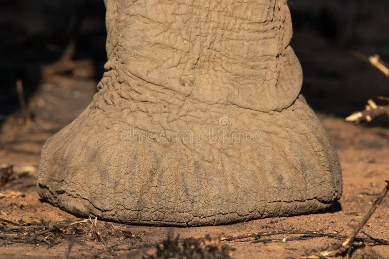 Abstract Image of an Elephant`s Foot Stock Photo - Image of animal ...