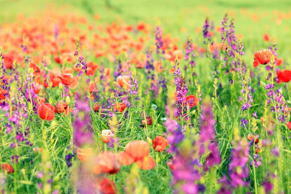 Abstract Image of a Field with Spring Flowers Stock Photo - Image of ...