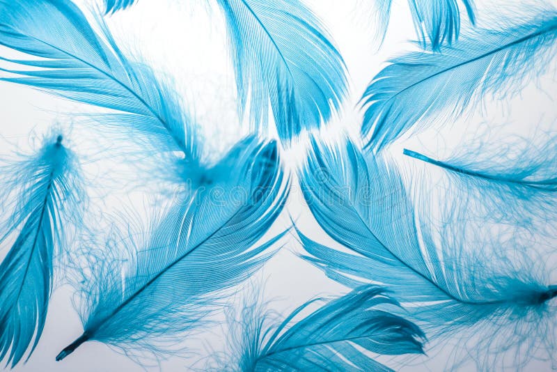 Abstract Image of Fluffy Blue Feathers on a White Background Stock ...