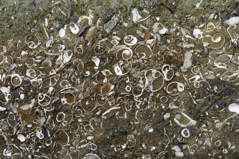 Fossilized Sea Shells in Compacted Stone Stock Image - Image of outdoor ...