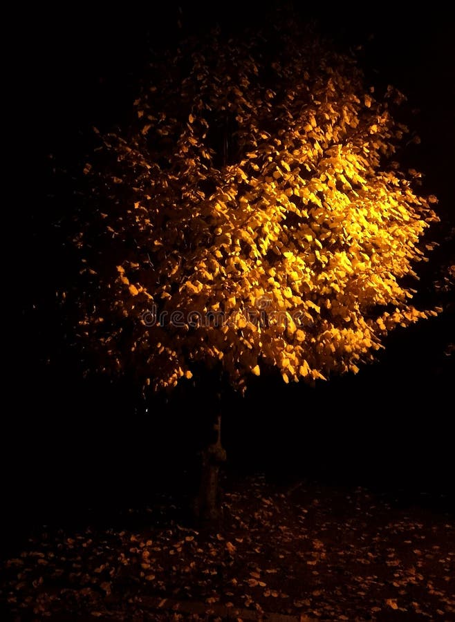 Abstract Image of a Golden Brown Tree Stock Photo - Image of ...