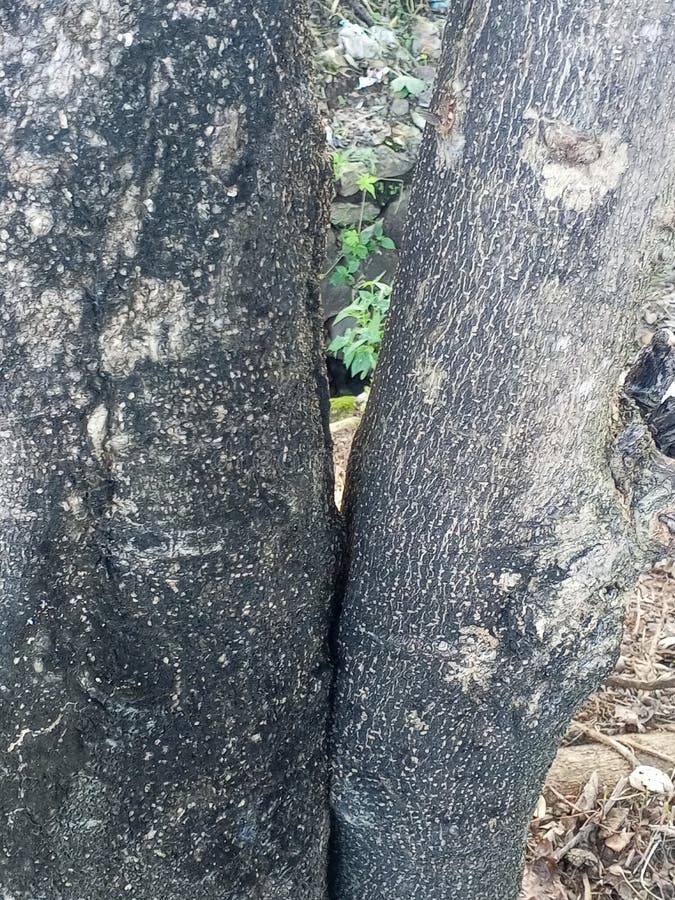 Abstract Image of Gray Tree Bark Stock Image - Image of geology, tree ...