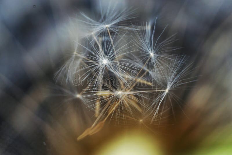 Abstract Image Including Dandelion Seeds 01 Stock Photo - Image of ...