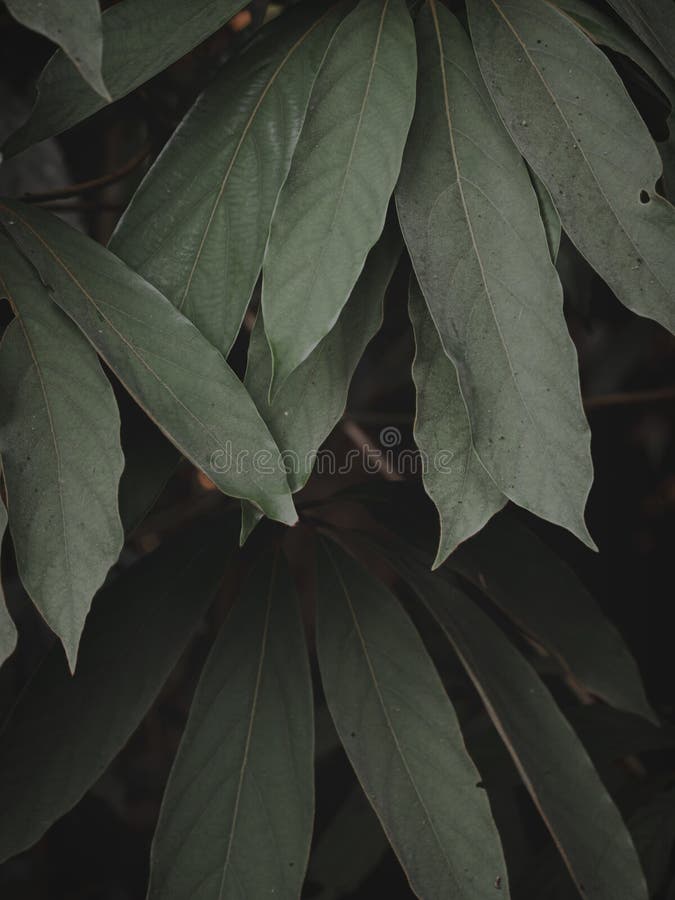 Abstract Image of Long Textured Leaves Stock Photo - Image of macro ...