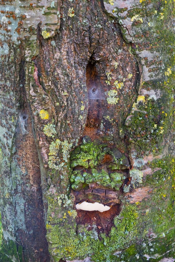 An Old Oak Tree Covered with Green and Yellow Moss Netherlands Stock ...