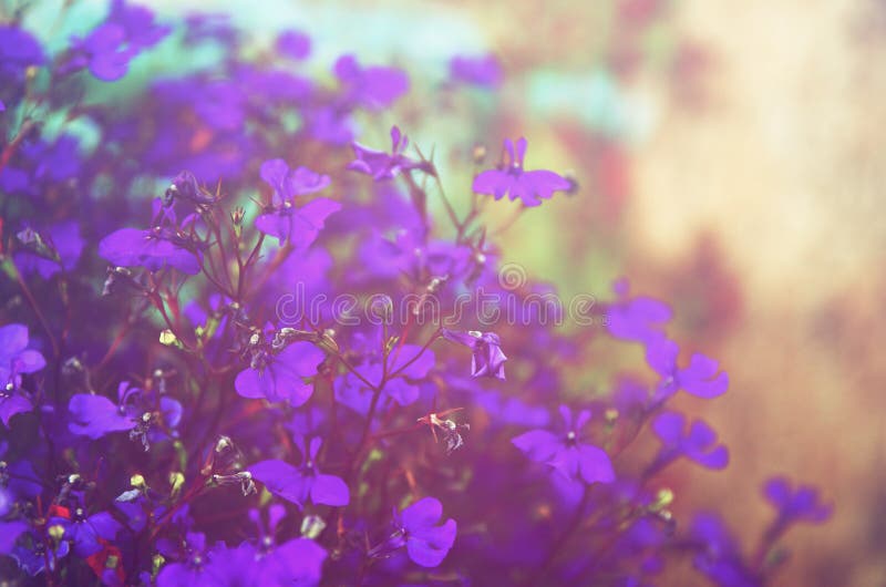 Abstract Image of Pink and Purple Flowers Bloom, with Glitter Overlay ...