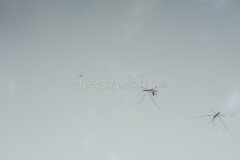 Abstract Shot of the Waterstrider Insect Floating on the Surface of the ...