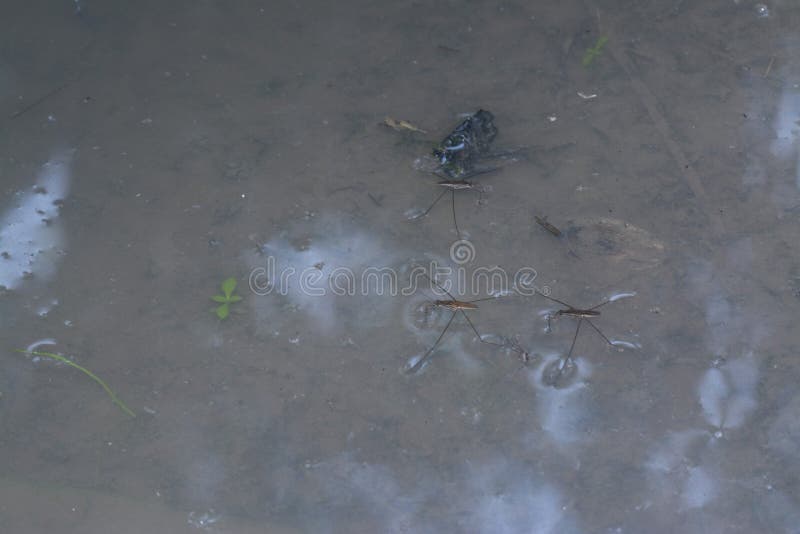 Abstract Shot of the Waterstrider Insect Floating on the Surface of the ...
